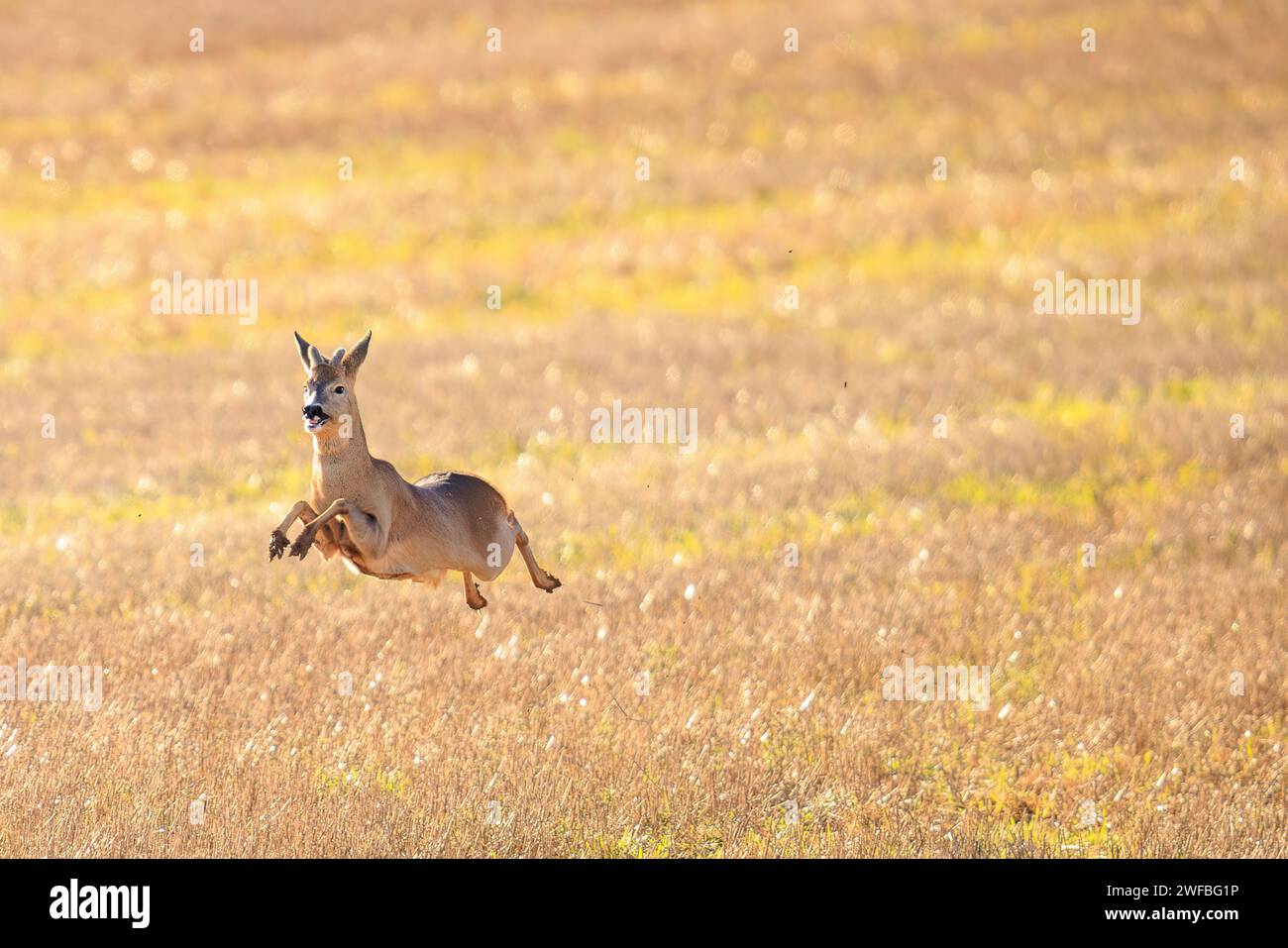Deer flying UK ADORABLE IMAGES of the cutest roe deer skipping away on ...