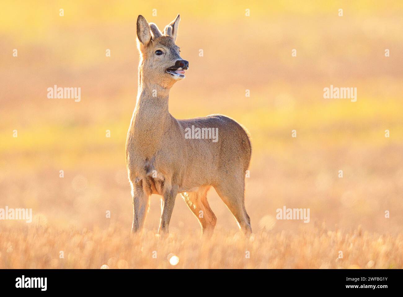 Row deer finally pulls the breaks UK ADORABLE IMAGES of the cutest roe ...