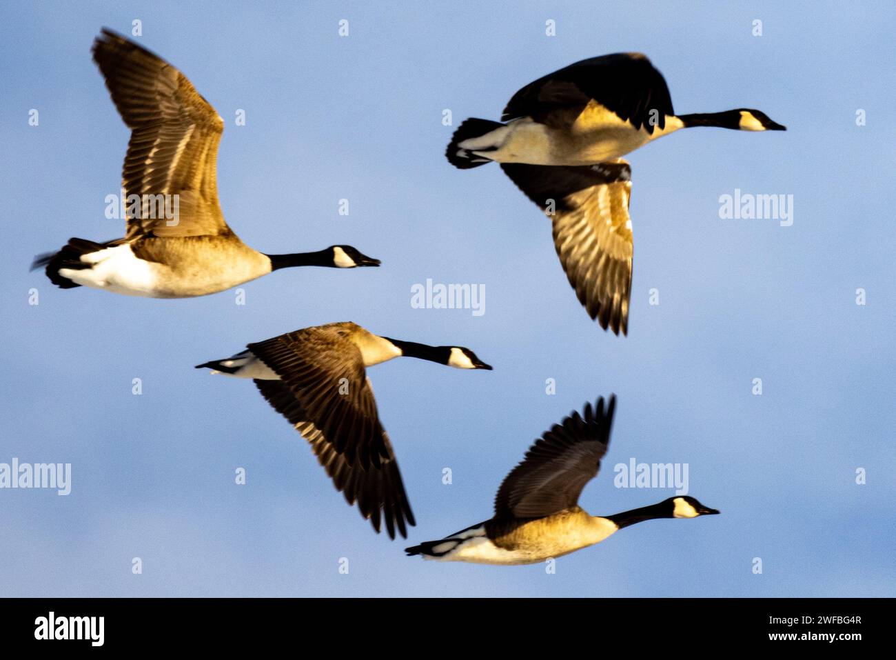 Some geese in the sky one has its wings spread while one is flying with ...