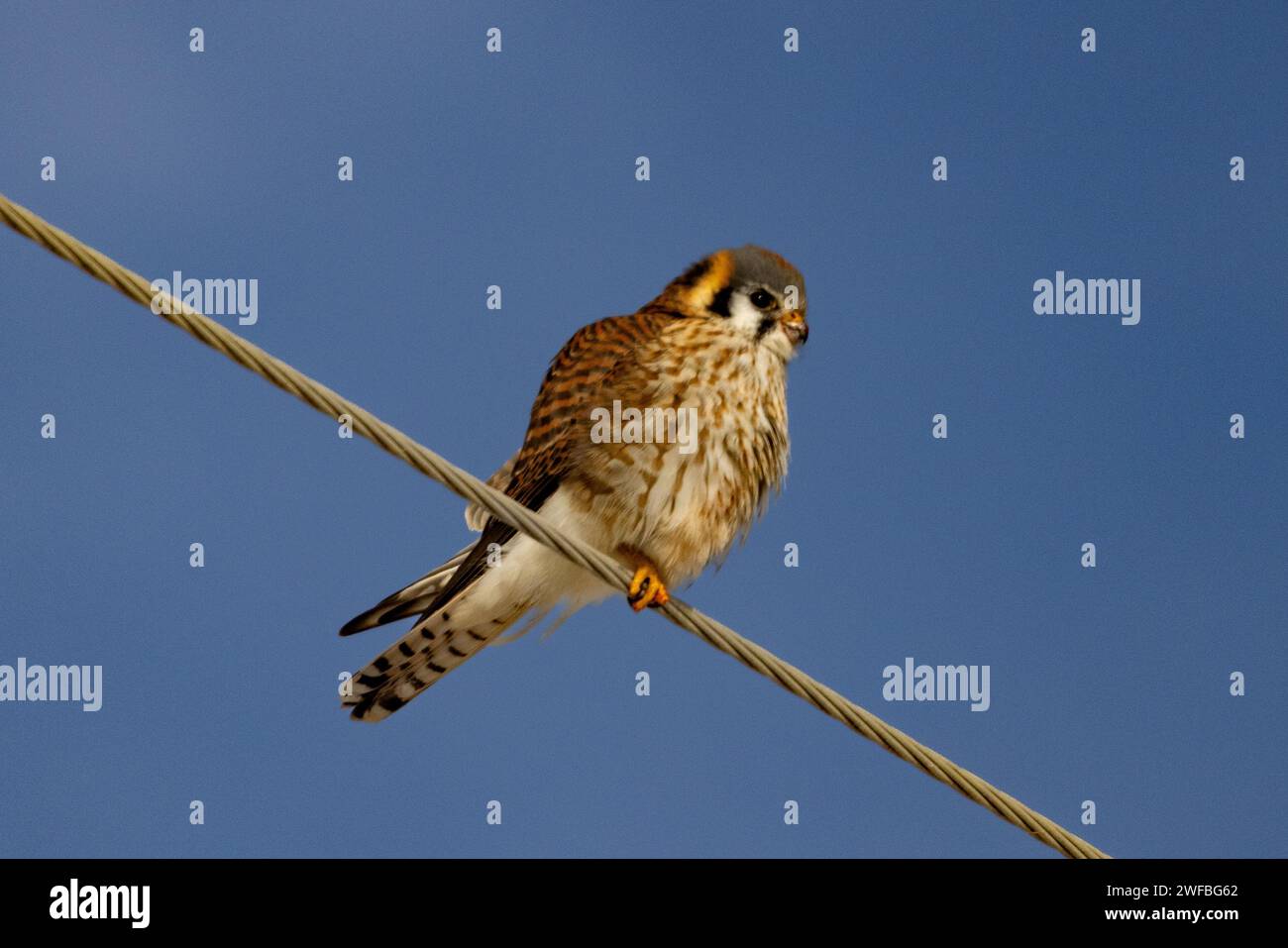 A bird perches on an electric wire against a clear blue sky Stock Photo ...