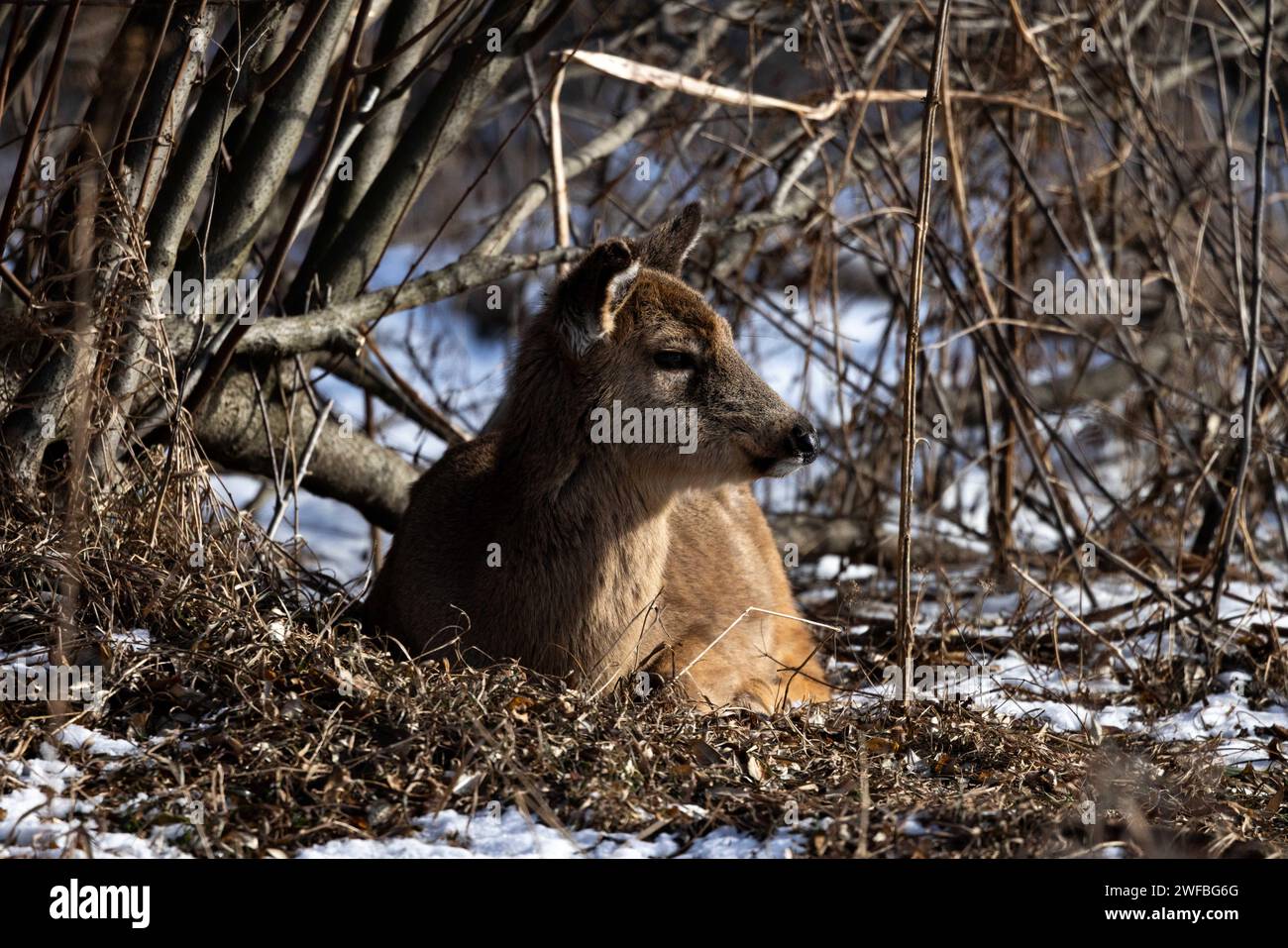 vA deer resting peacefully among wintry foliage in a serene woodland ...