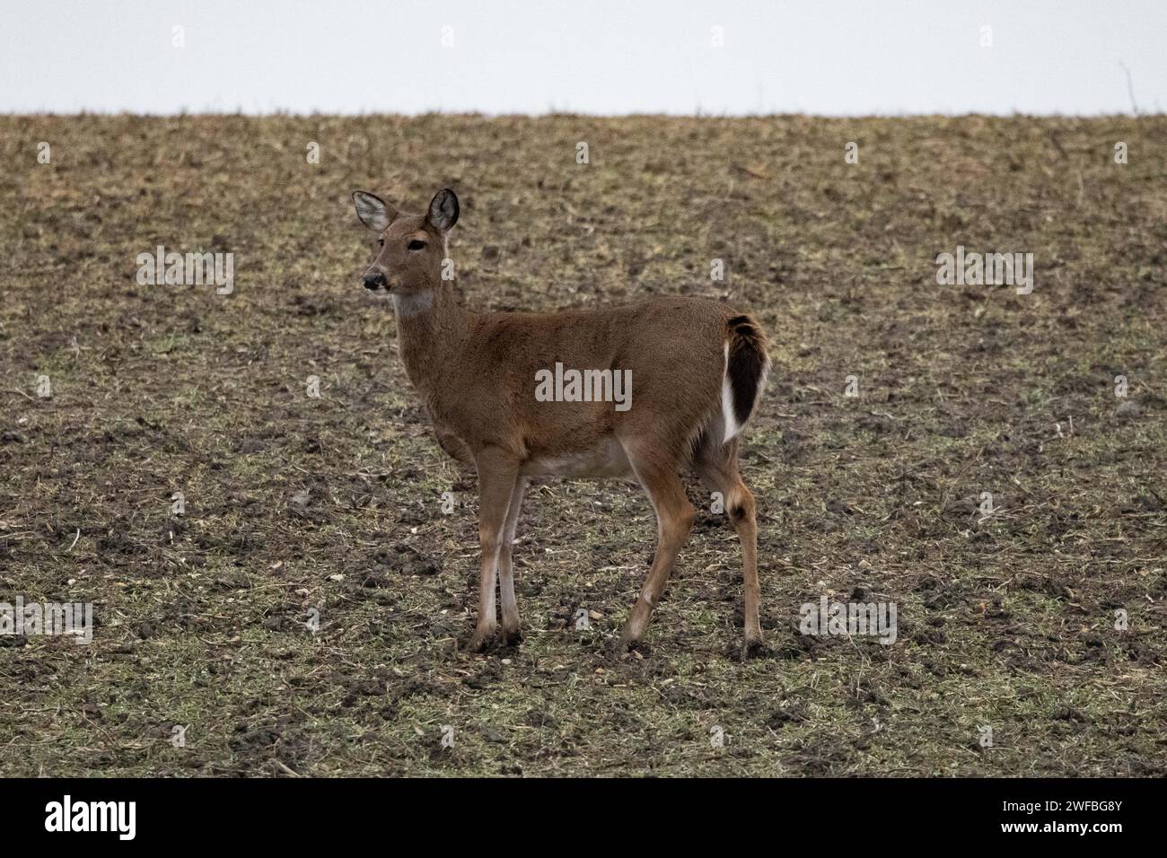 Doe hill hi-res stock photography and images - Alamy