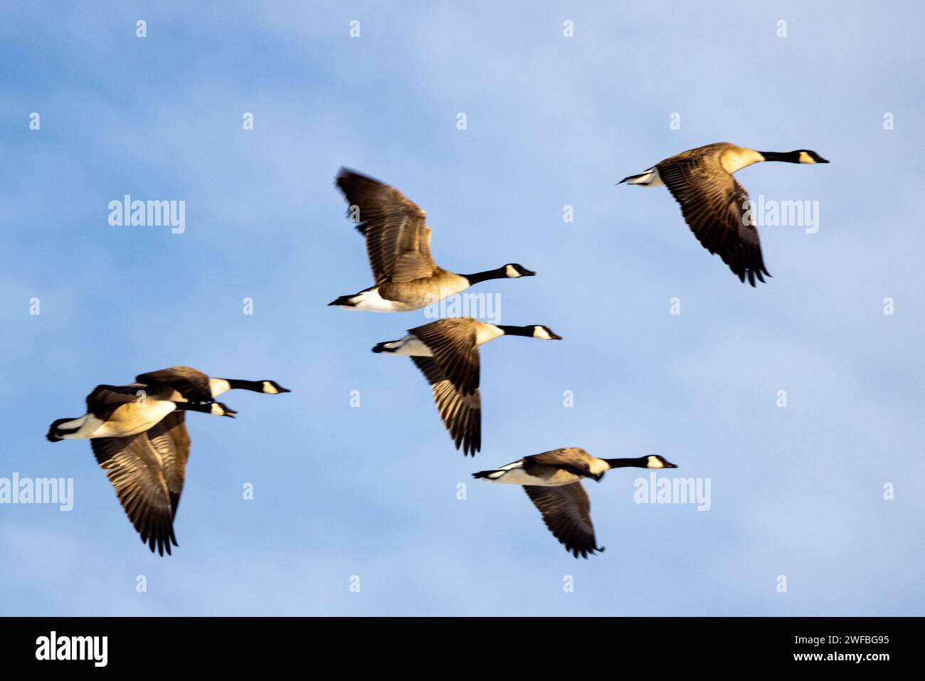 A group of birds soaring in unison against a backdrop of billowing ...