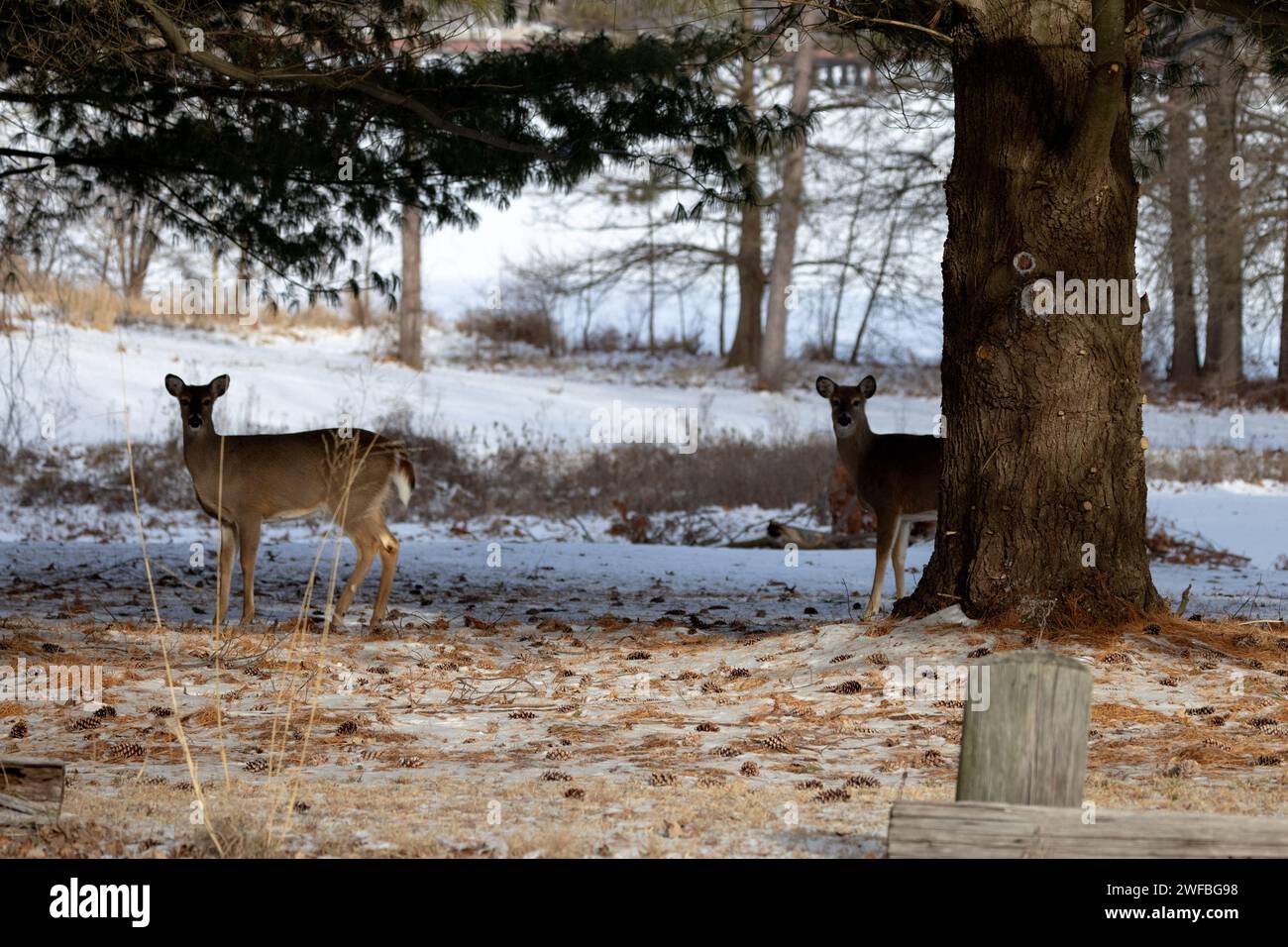 Deer next to tree hi-res stock photography and images - Alamy