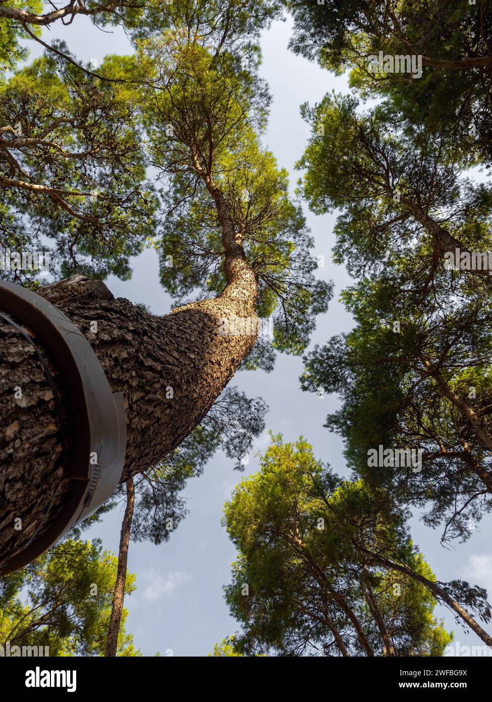 Looking up into the pine forest to see the forest canopy. Bottom View ...