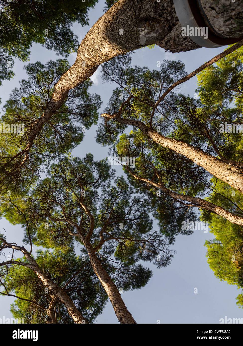 Looking up into the pine forest to see the forest canopy. Bottom View ...