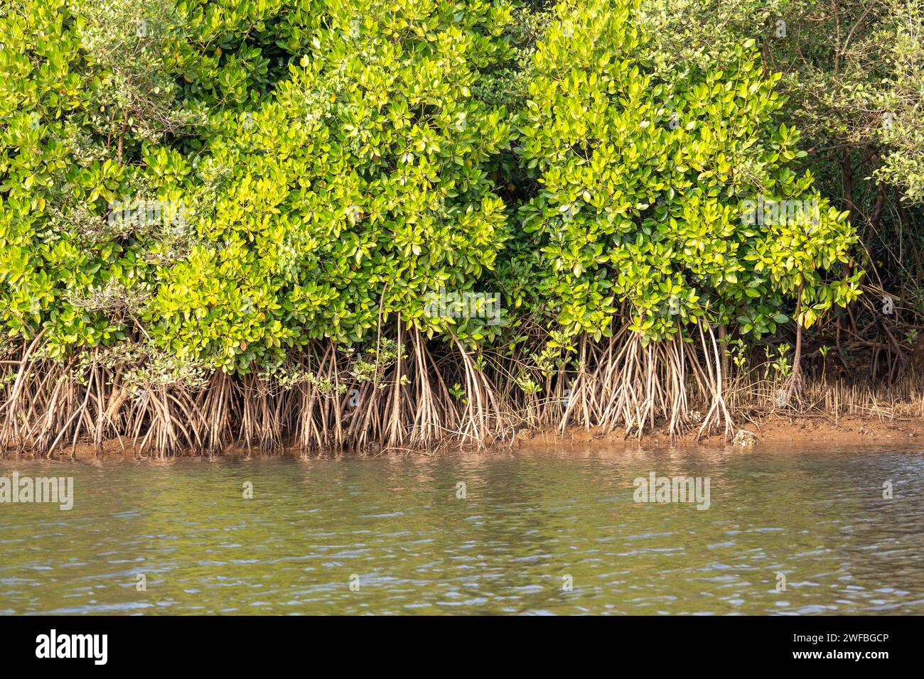 Agonda, Goa, India, A landscape with mangroves Stock Photo - Alamy