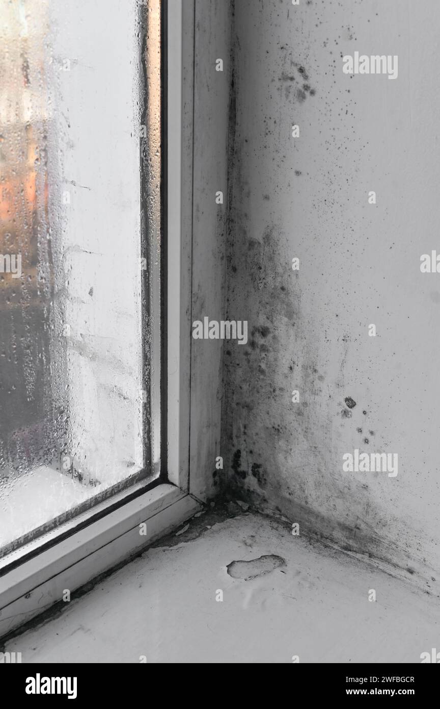 mold due to high humidity of the window Stock Photo - Alamy