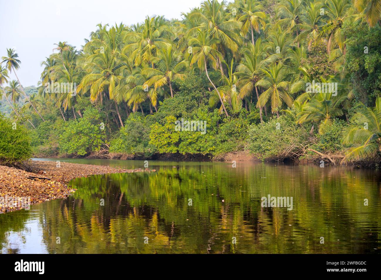Agonda, Goa, India, Landscape with mangroves and palm trees Stock Photo ...