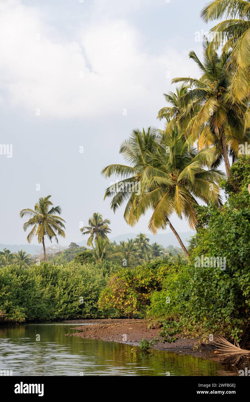 Agonda, Goa, India, Landscape with mangroves and palm trees Stock Photo ...