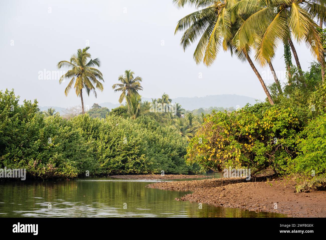 Agonda, Goa, India, Landscape with mangroves and palm trees Stock Photo ...