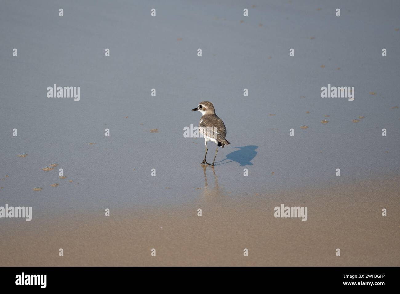 Lesser Sand Plovers, Siberian sand plover, Charadrius mongolus is a ...