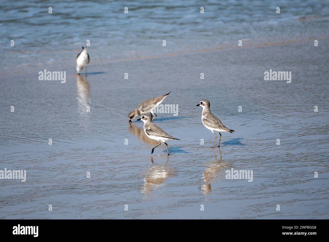 Lesser Sand Plovers, Siberian sand plover, Charadrius mongolus is a ...