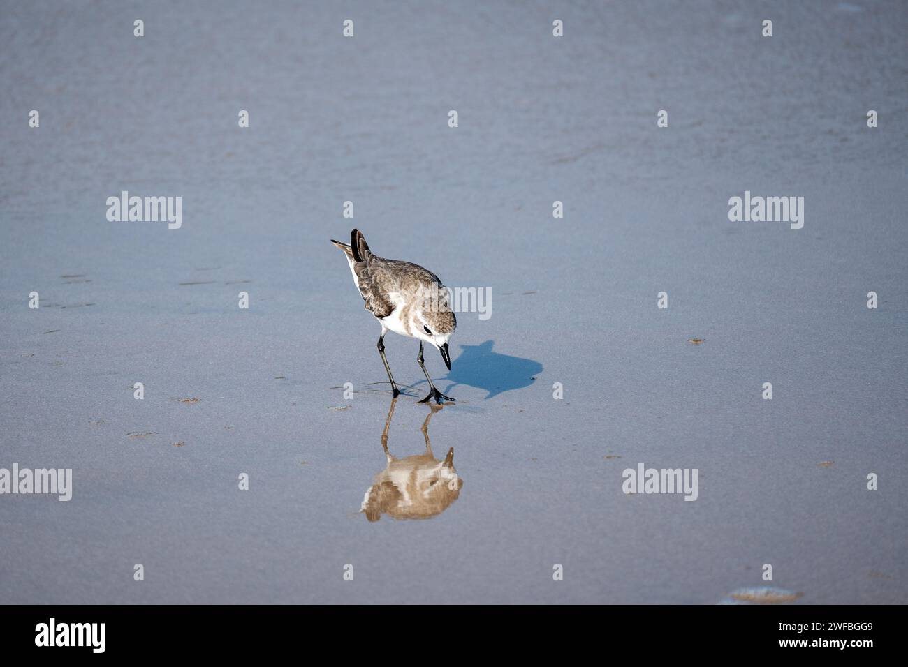 Lesser Sand Plovers, Siberian sand plover, Charadrius mongolus is a ...