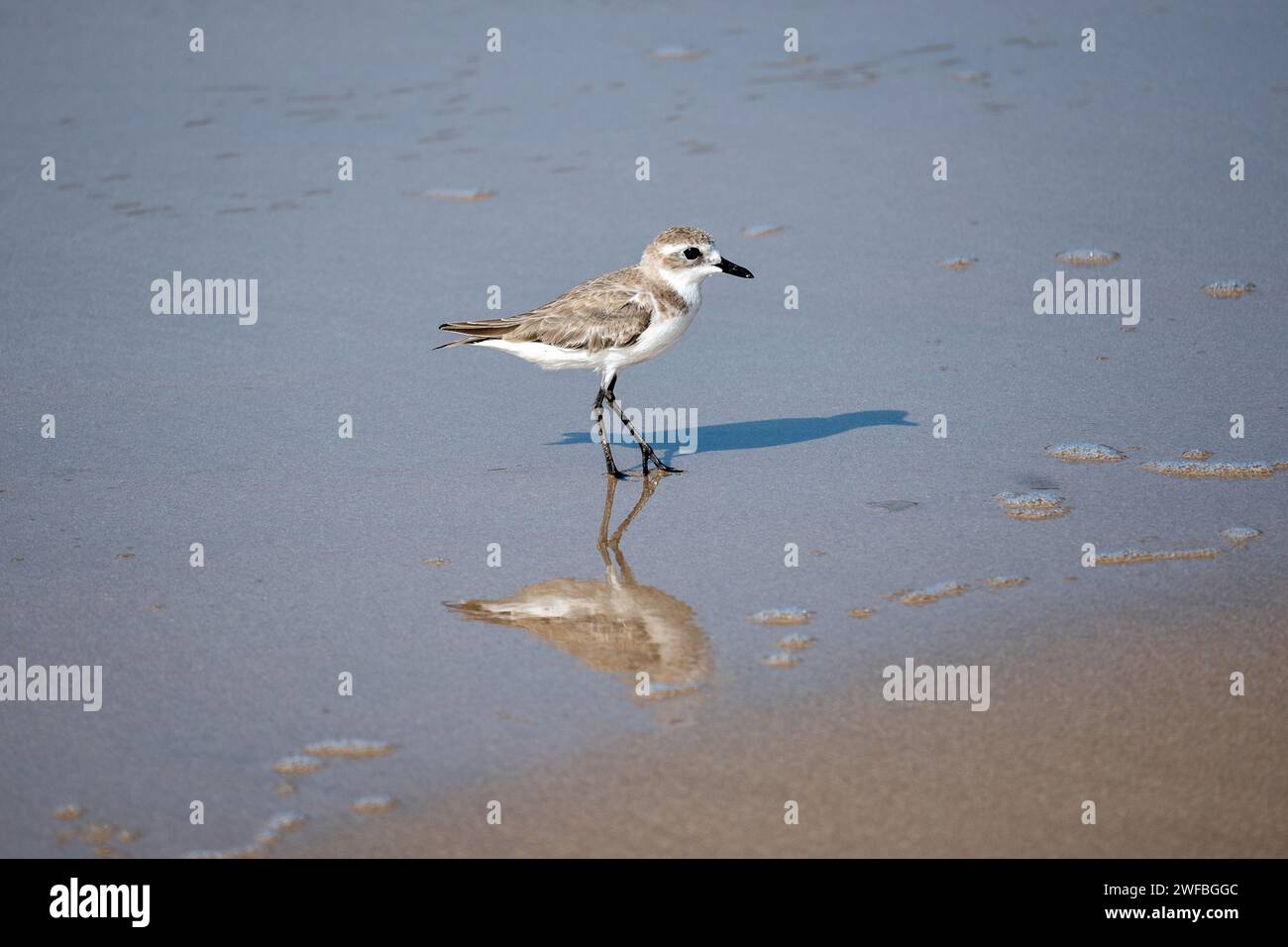 Lesser Sand Plovers, Siberian sand plover, Charadrius mongolus is a ...