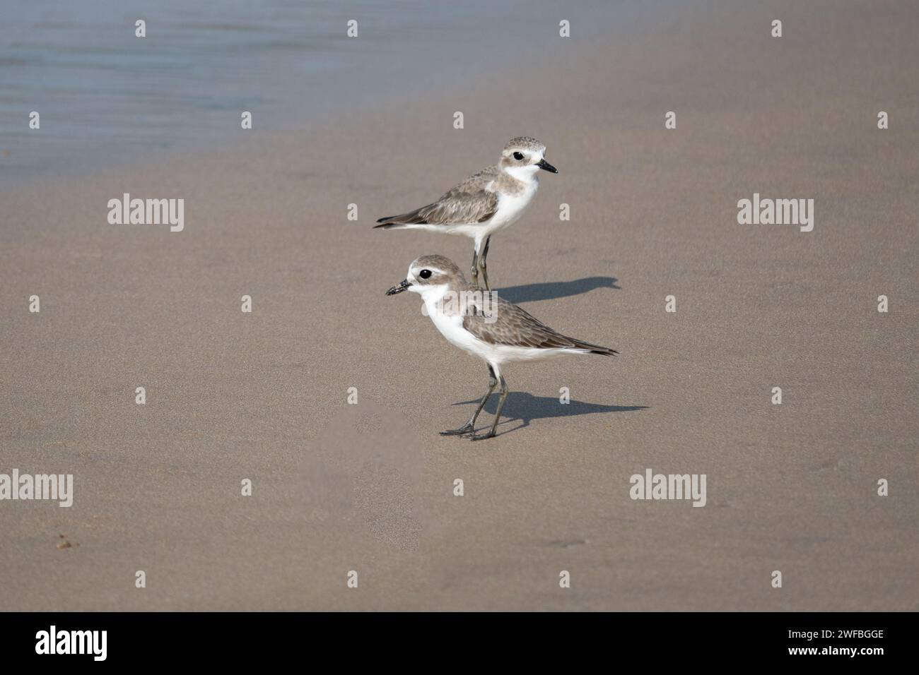 Lesser Sand Plovers, Siberian sand plover, Charadrius mongolus is a ...