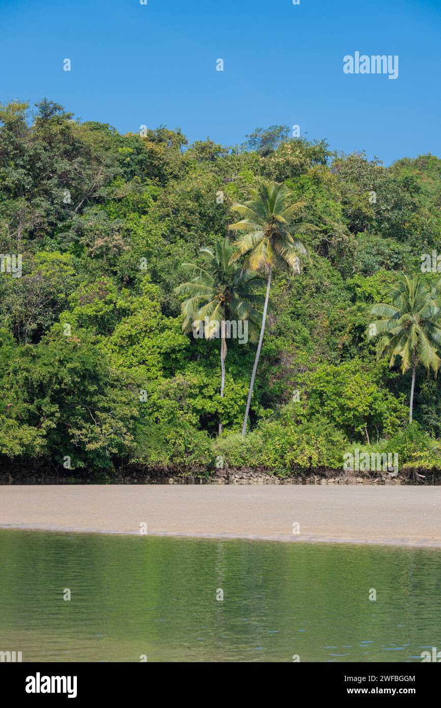 Agonda, Goa, India, Landscape along river with palm trees and mangroves ...