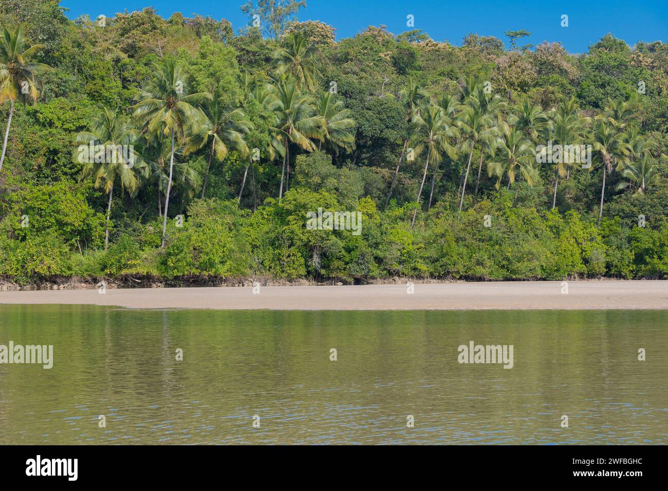 Mangroves palm trees hi-res stock photography and images - Alamy
