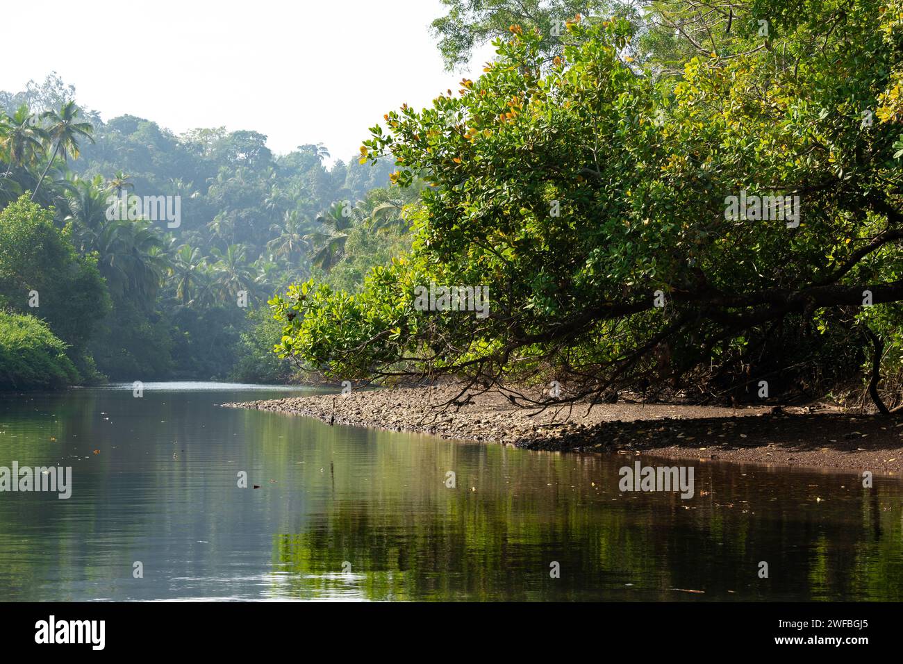 Agonda, Goa, India, Landscape with mangroves and palm trees Stock Photo ...