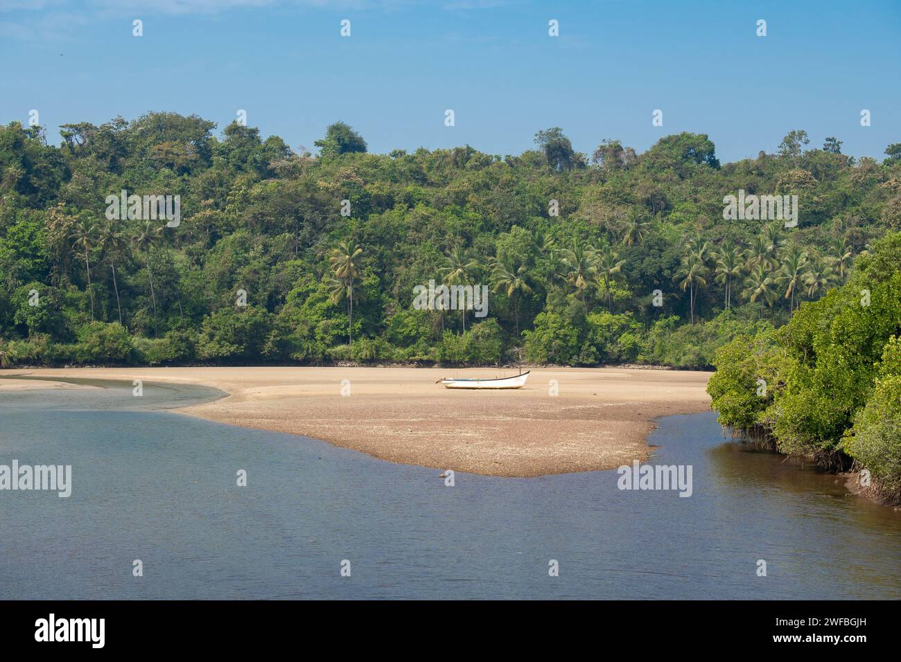 Agonda, Goa, India, Landscape along river with palm trees and mangroves ...