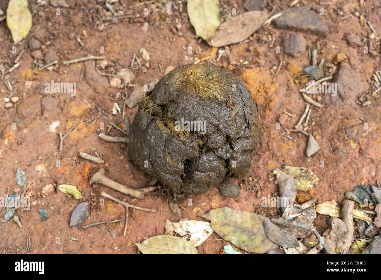 elephant dung on road, in Kerala forest Stock Photo - Alamy