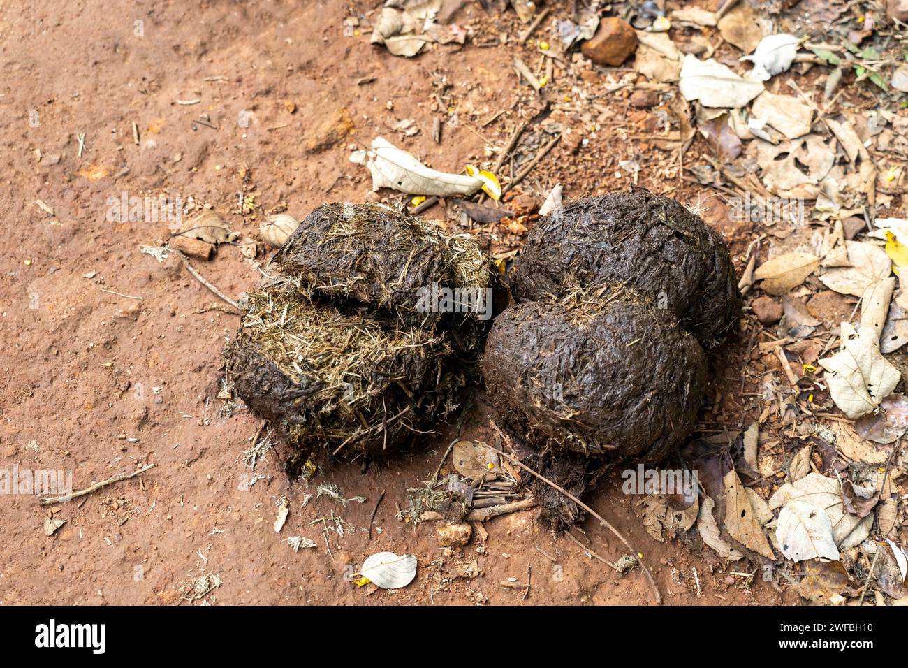 Elephant dung beetle hi-res stock photography and images - Alamy