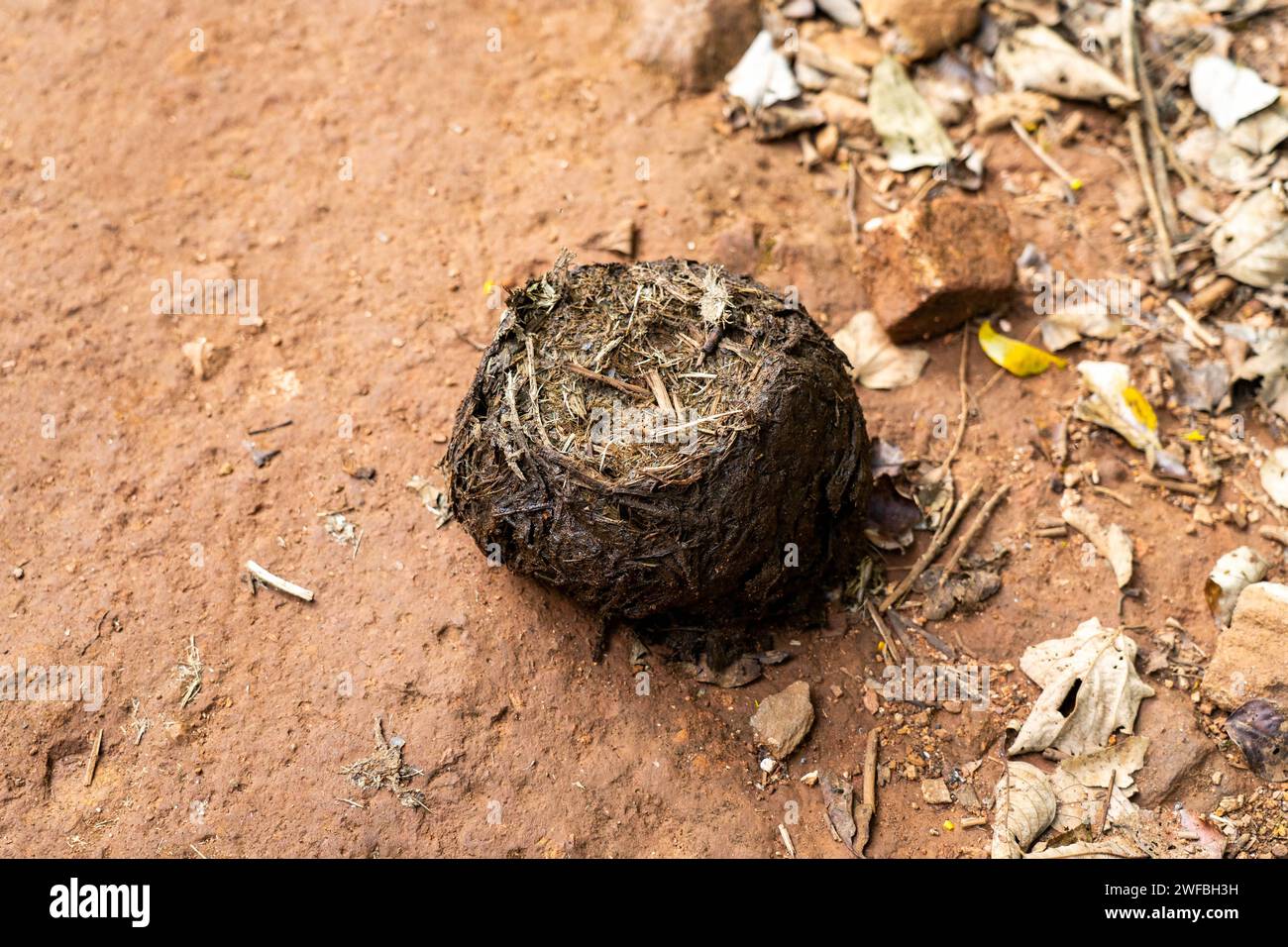 elephant dung on road, in Kerala forest Stock Photo - Alamy