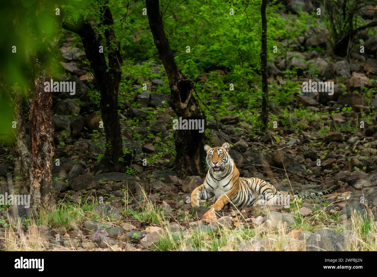wild female bengal tiger or panthera tigris face expression eye contact ...