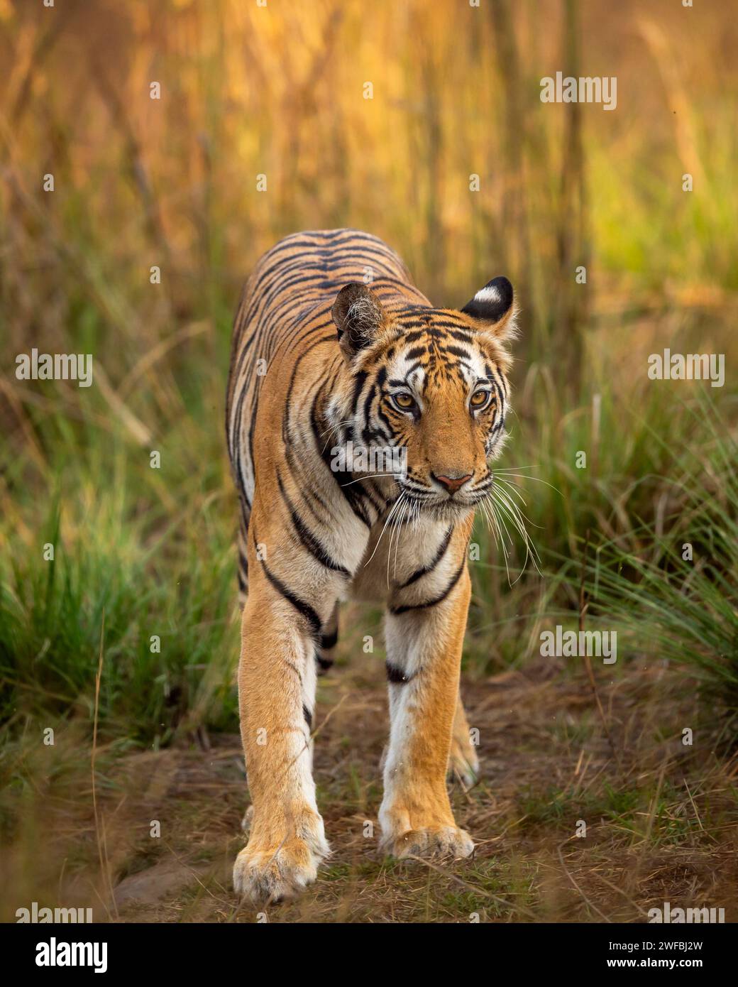 wild female bengal tiger panthera tigris fine art portrait walking head ...