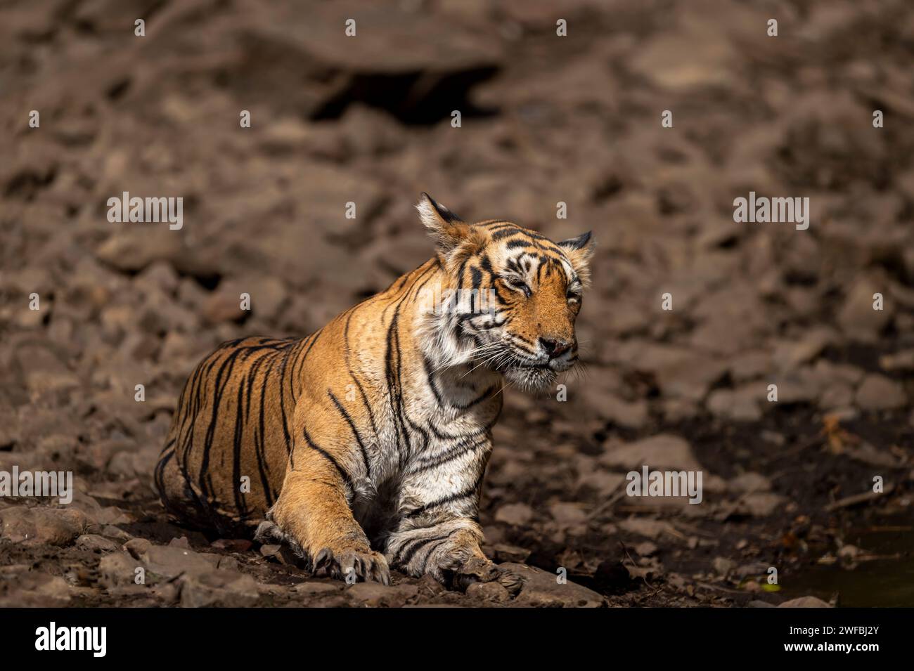 indian wild female bengal tiger or panthera tigris fine art closeup in ...