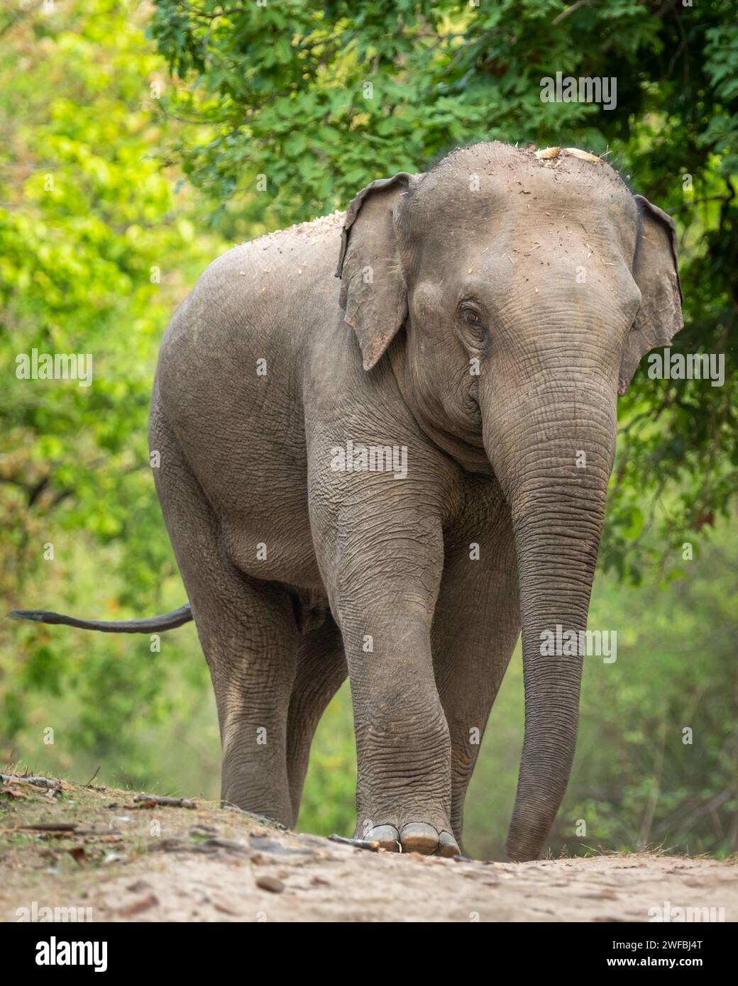 wild aggressive asian elephant Elephas maximus indicus roadblock ...