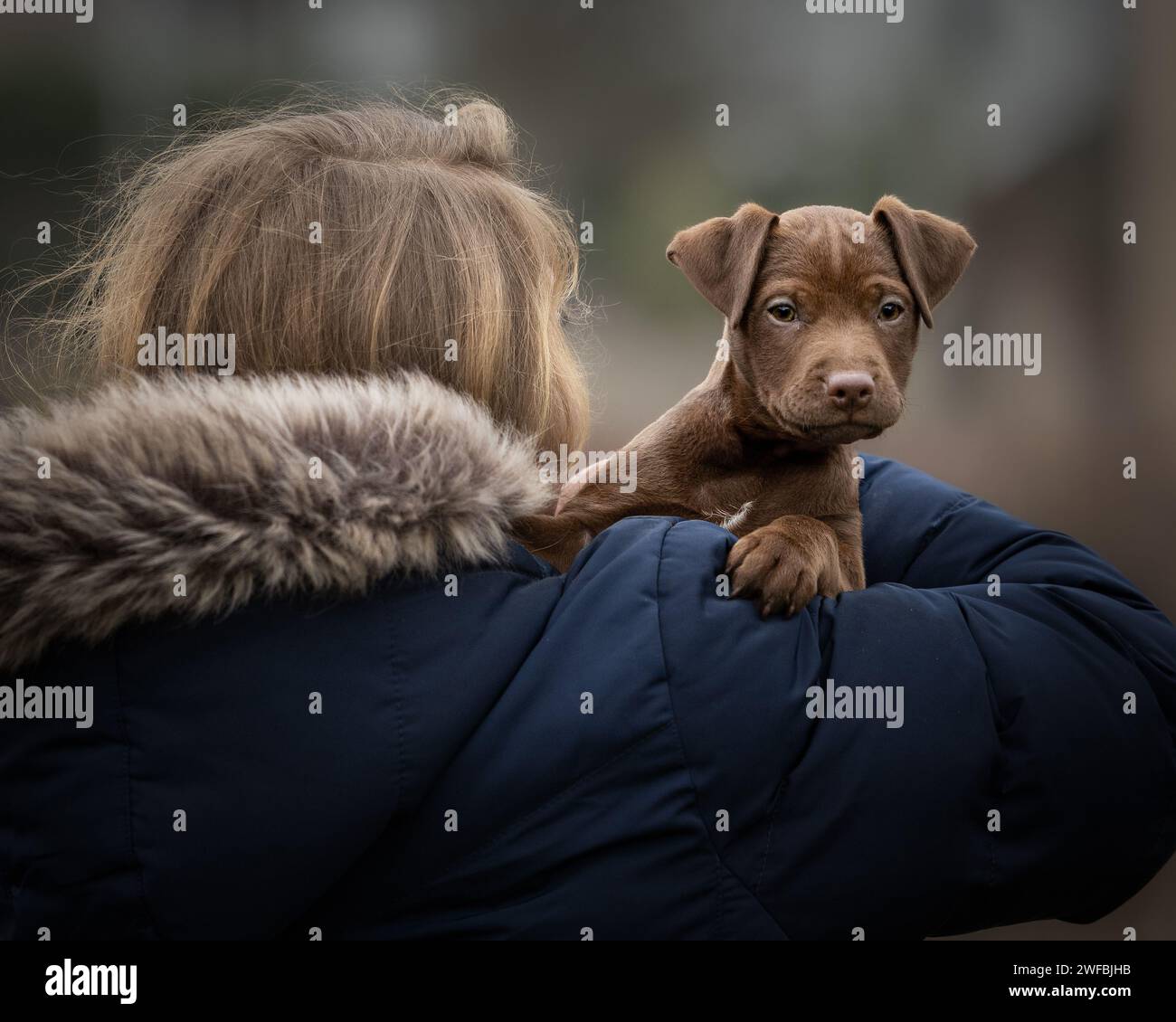 Over the shoulder shot of a girl in a winter coat with fur trimmed hood ...
