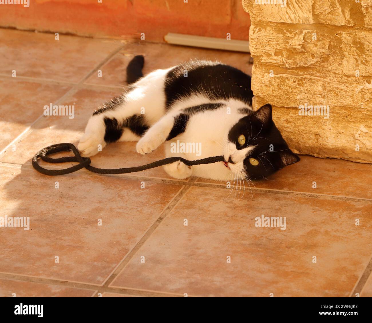 Cat is playing with rope Stock Photo - Alamy