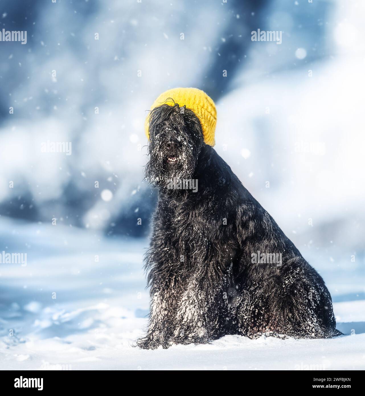Rizenschnauzer hi-res stock photography and images - Alamy