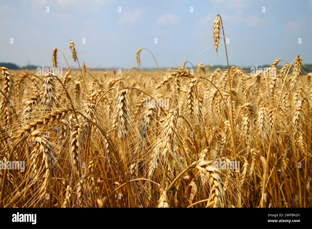 Day agriculture hi-res stock photography and images - Alamy