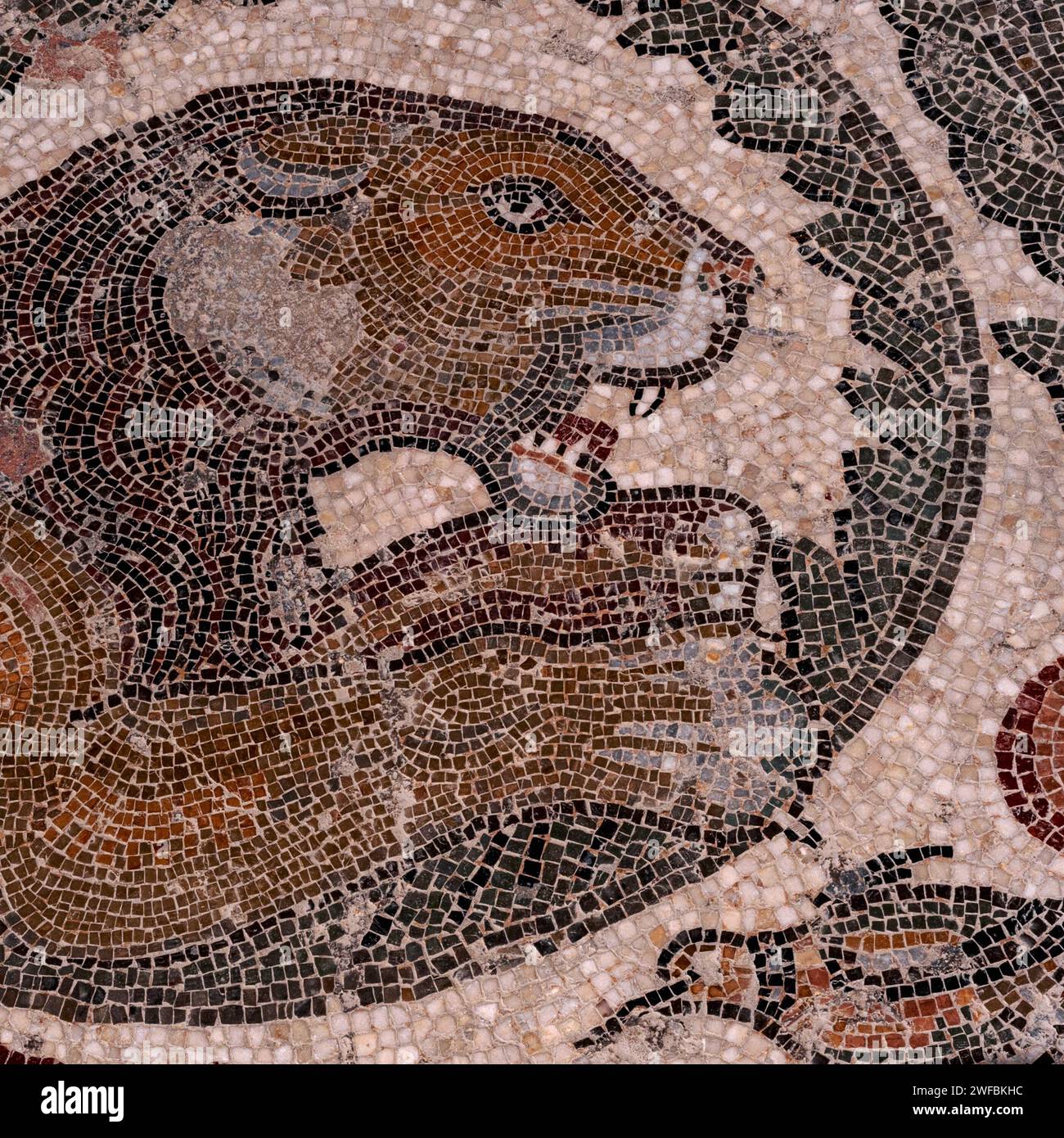 Ferocious big cat, teeth and claws bared. Detail of Late Roman floor ...