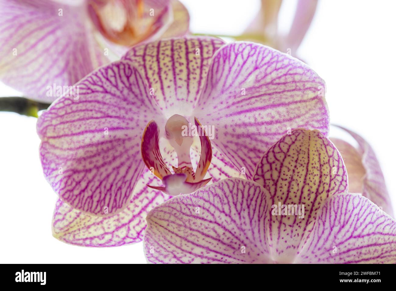 Plant fower hi-res stock photography and images - Alamy