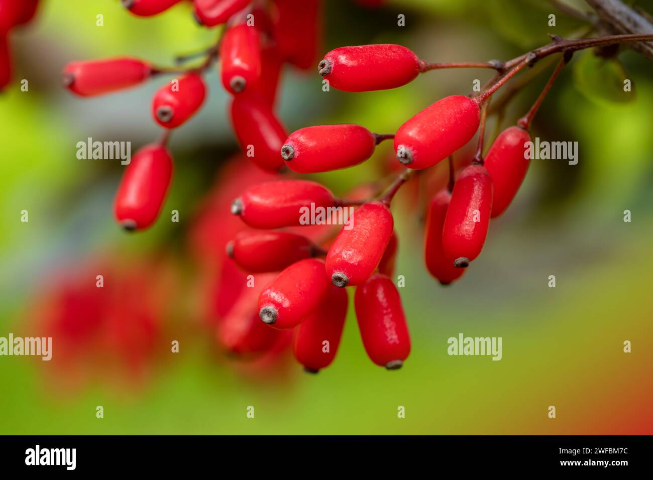 Barberry Berberis vulgaris branch fresh ripe berries natural green ...
