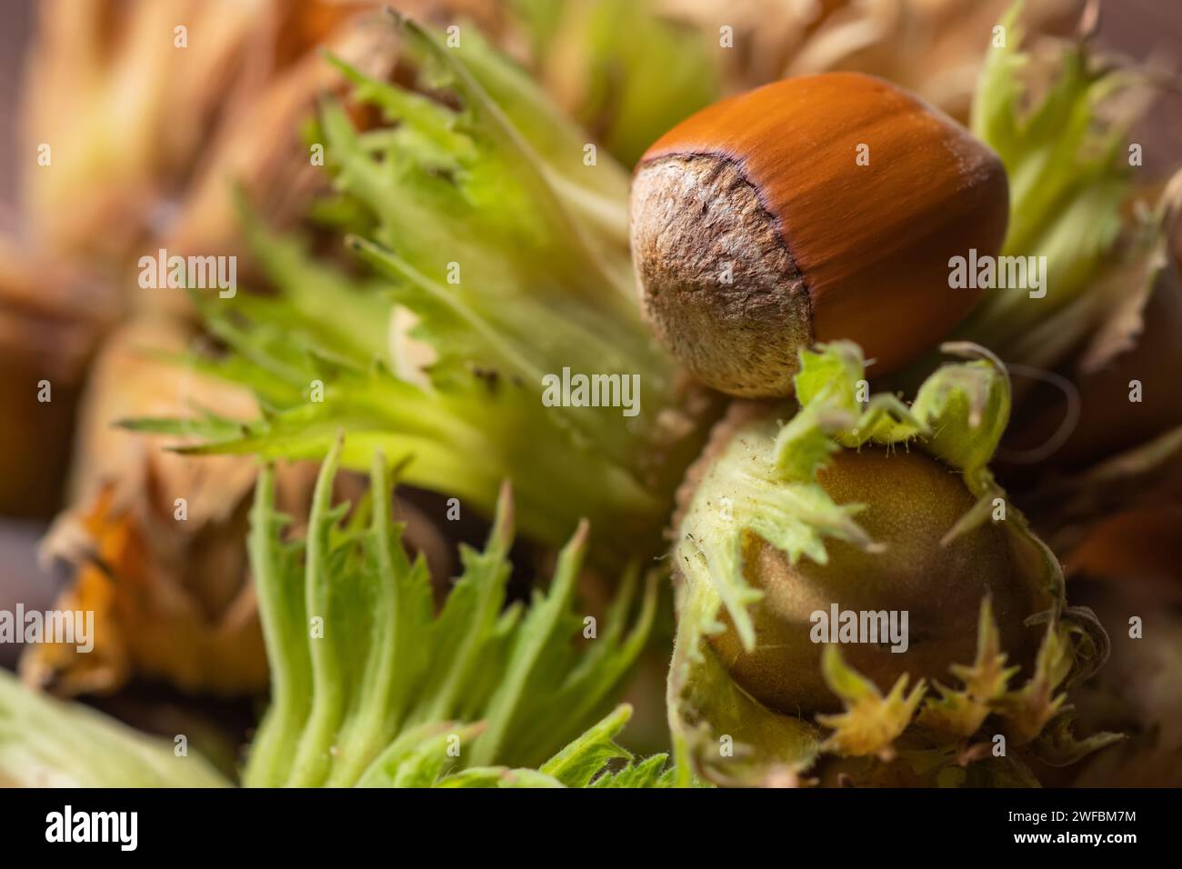 Hazel nuts. A macro shot of hazelnuts background Stock Photo - Alamy
