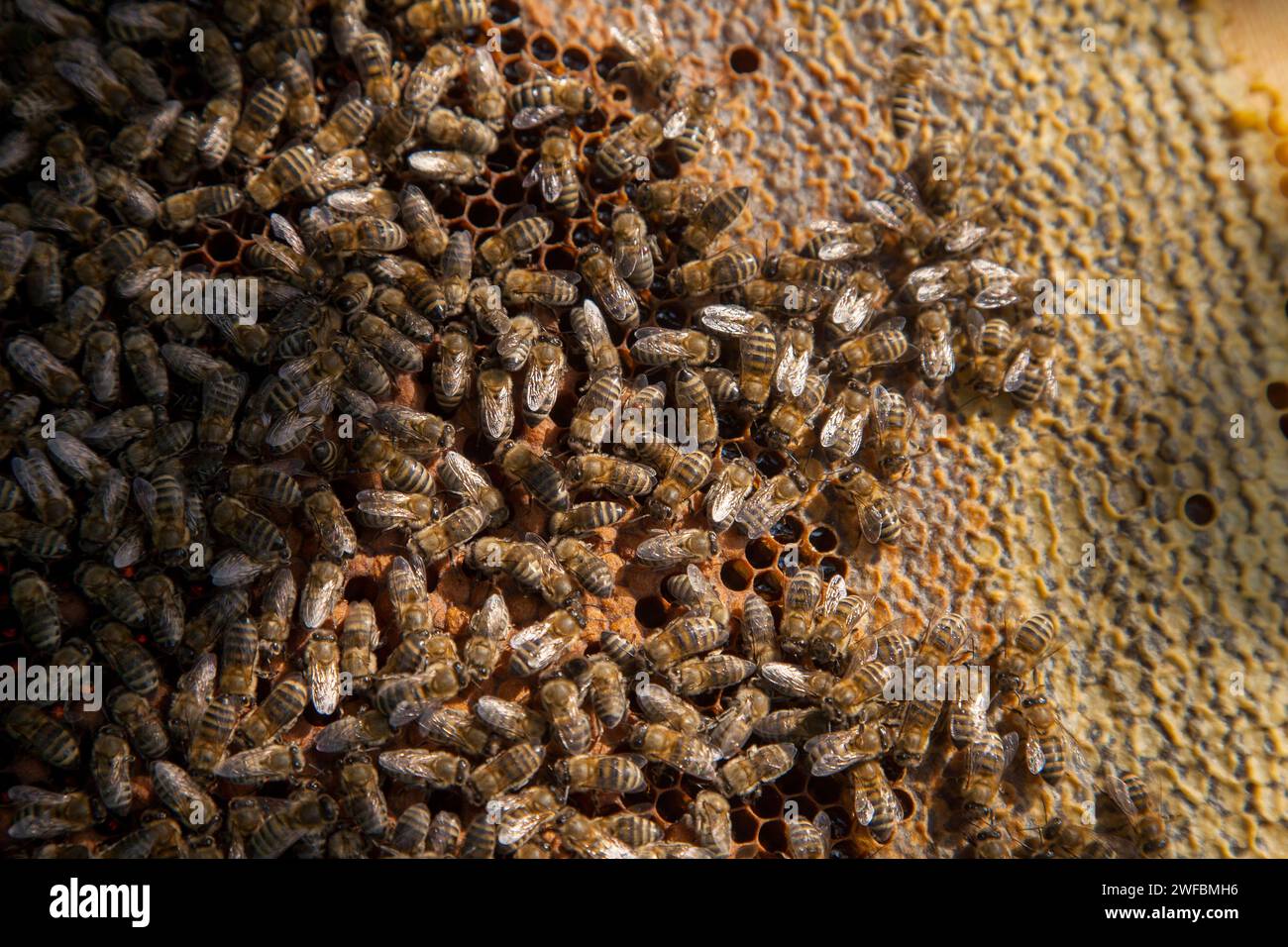 Frames of a beehive. Busy bees inside the hive with open and sealed cells for their young. Birth ...