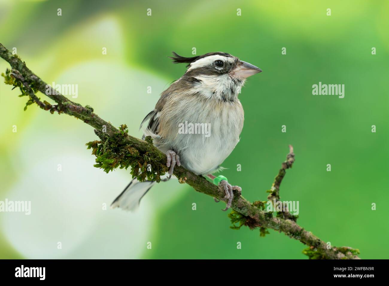 Black crested finch hi-res stock photography and images - Alamy