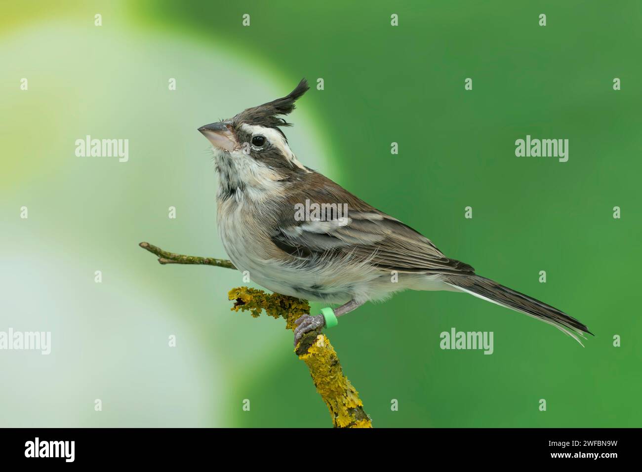 Black crested finch hi-res stock photography and images - Alamy