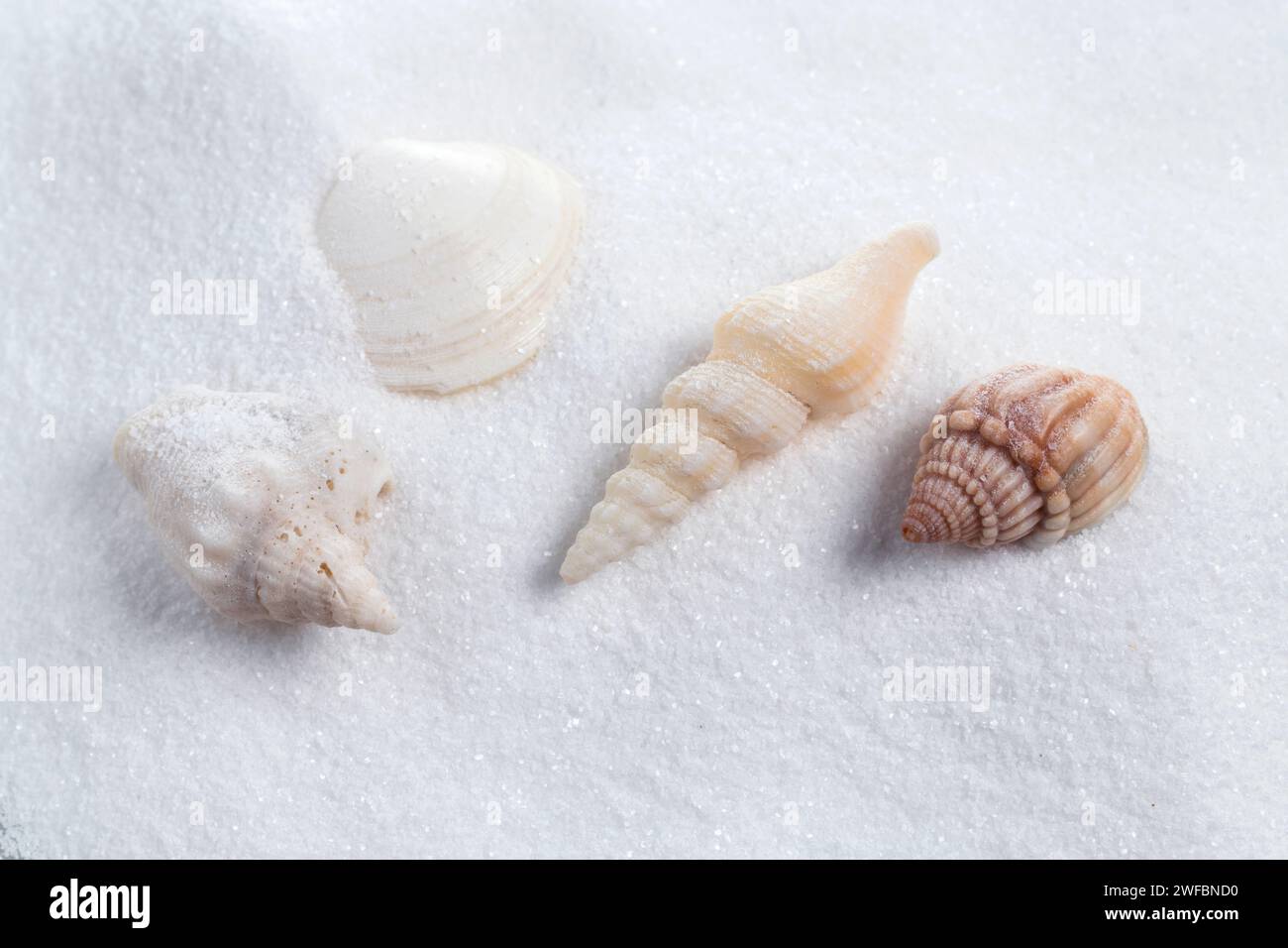 Closeup shot beautiful seashells hi-res stock photography and images ...