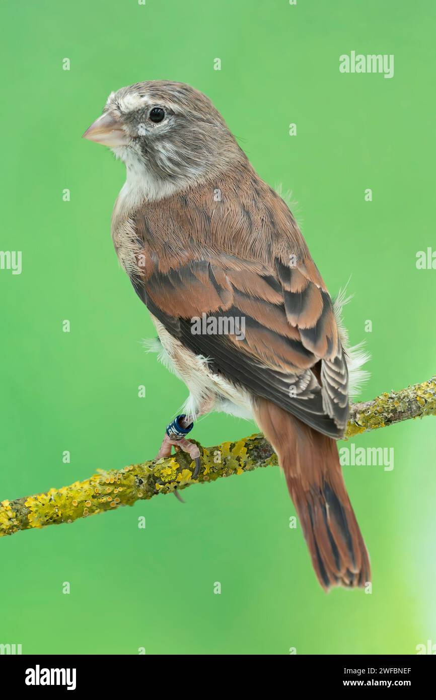 Serinus alario alario hi-res stock photography and images - Alamy