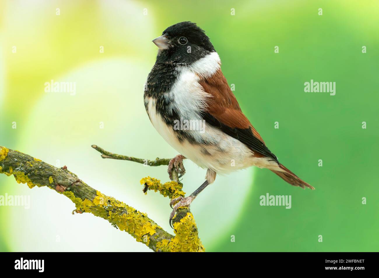 black-headed canary, Serinus alario alario Stock Photo - Alamy