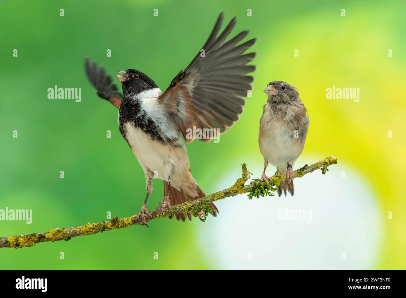 Serinus alario alario hi-res stock photography and images - Alamy