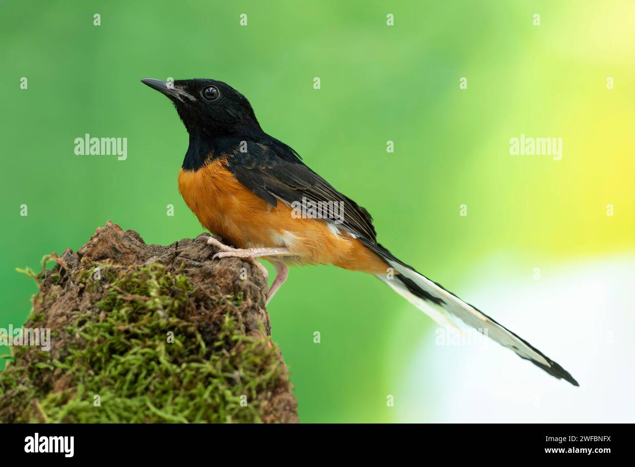 Schamalijster hi-res stock photography and images - Alamy