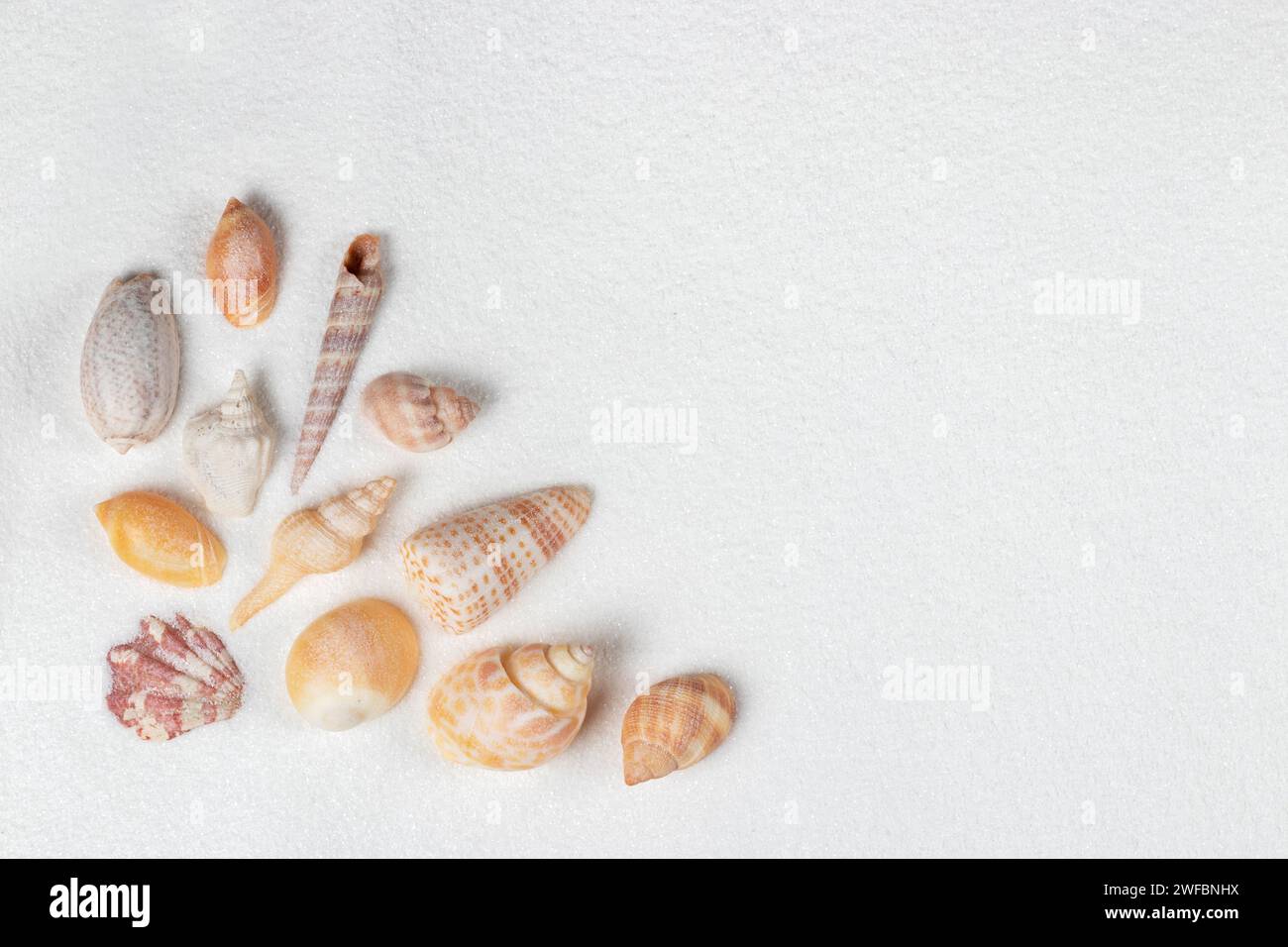 Closeup shot seashells beach hi-res stock photography and images - Alamy