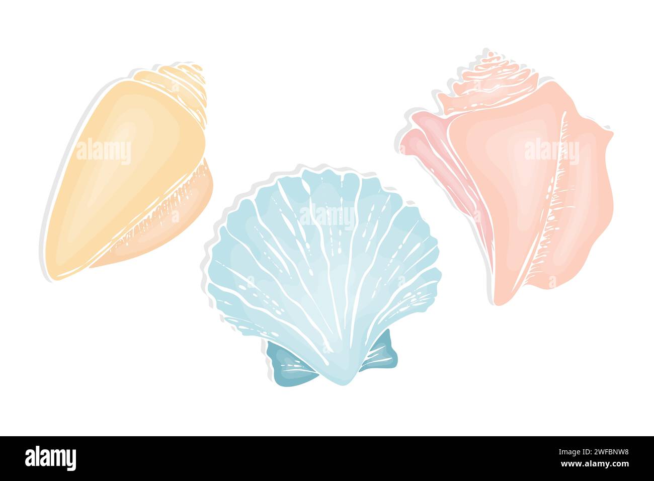 This image features digitally illustrated collection of three seashells ...