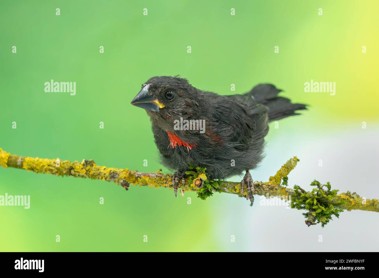 western bluebill , Spermophaga haematina Stock Photo - Alamy